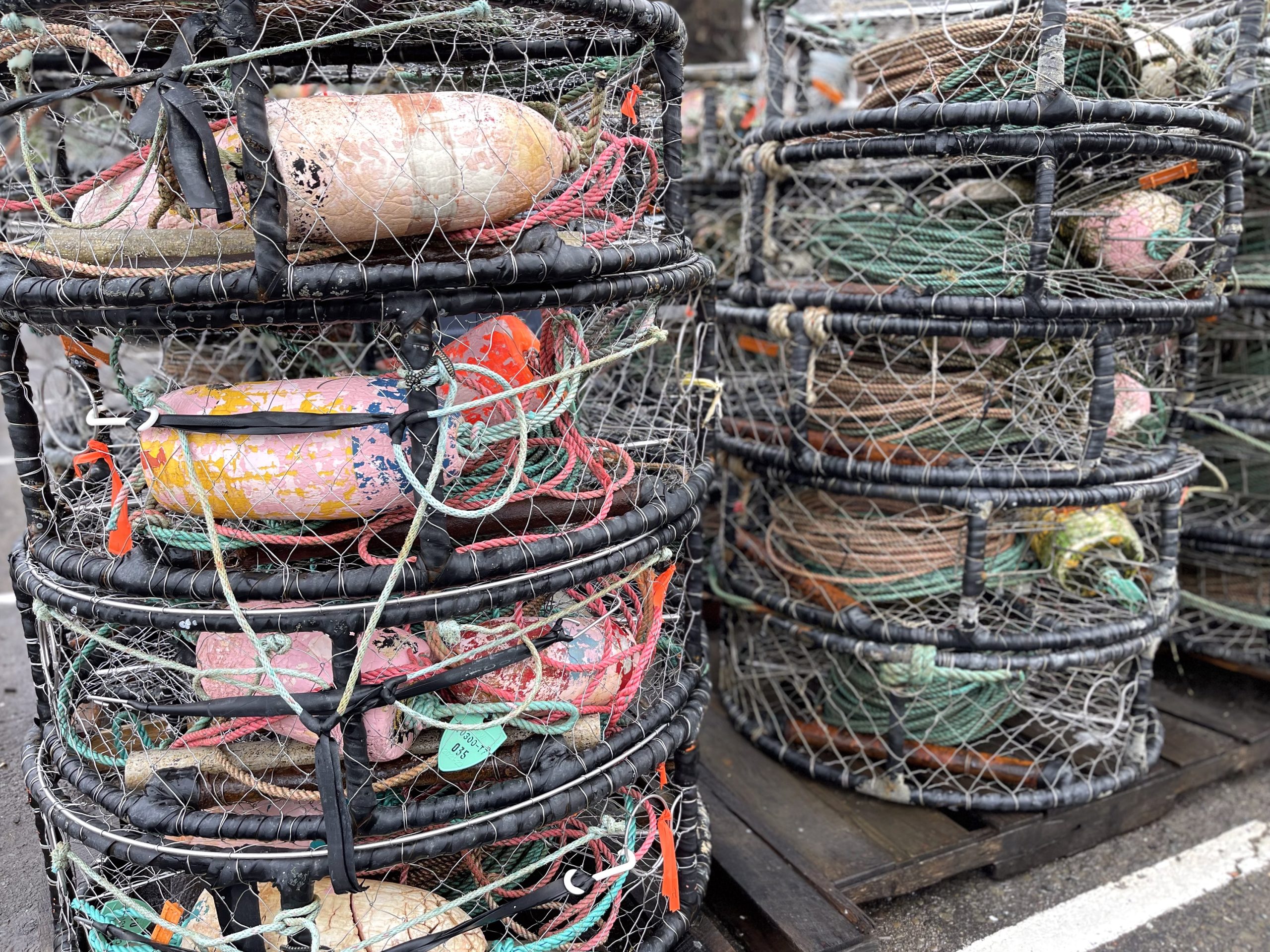 Commercial Dungeness crab season closes in Mendocino County next week • The Mendocino Voice ...