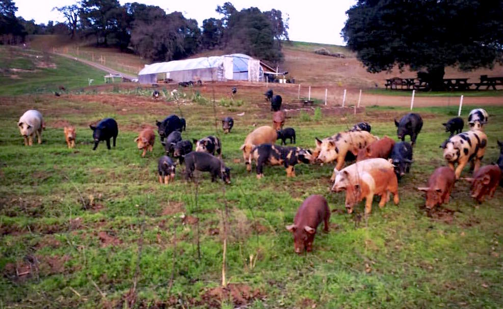 Opinion: Dueling pig farmers -- or why the Ukiah Natural Foods Co-op is ...