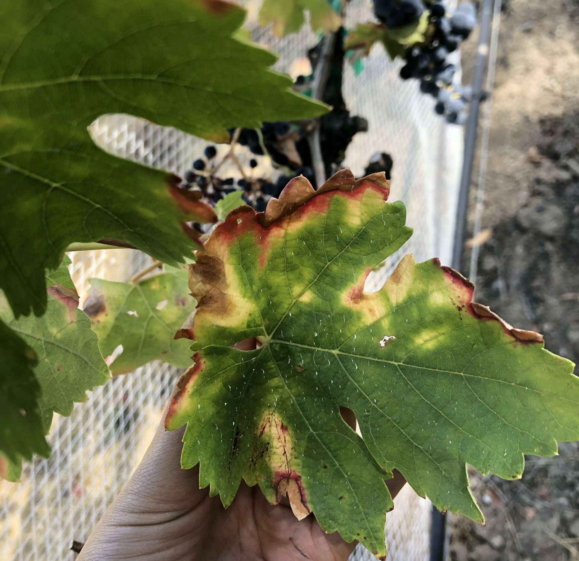 Meet the scientists studying how climate impacts a deadly grapevine ...