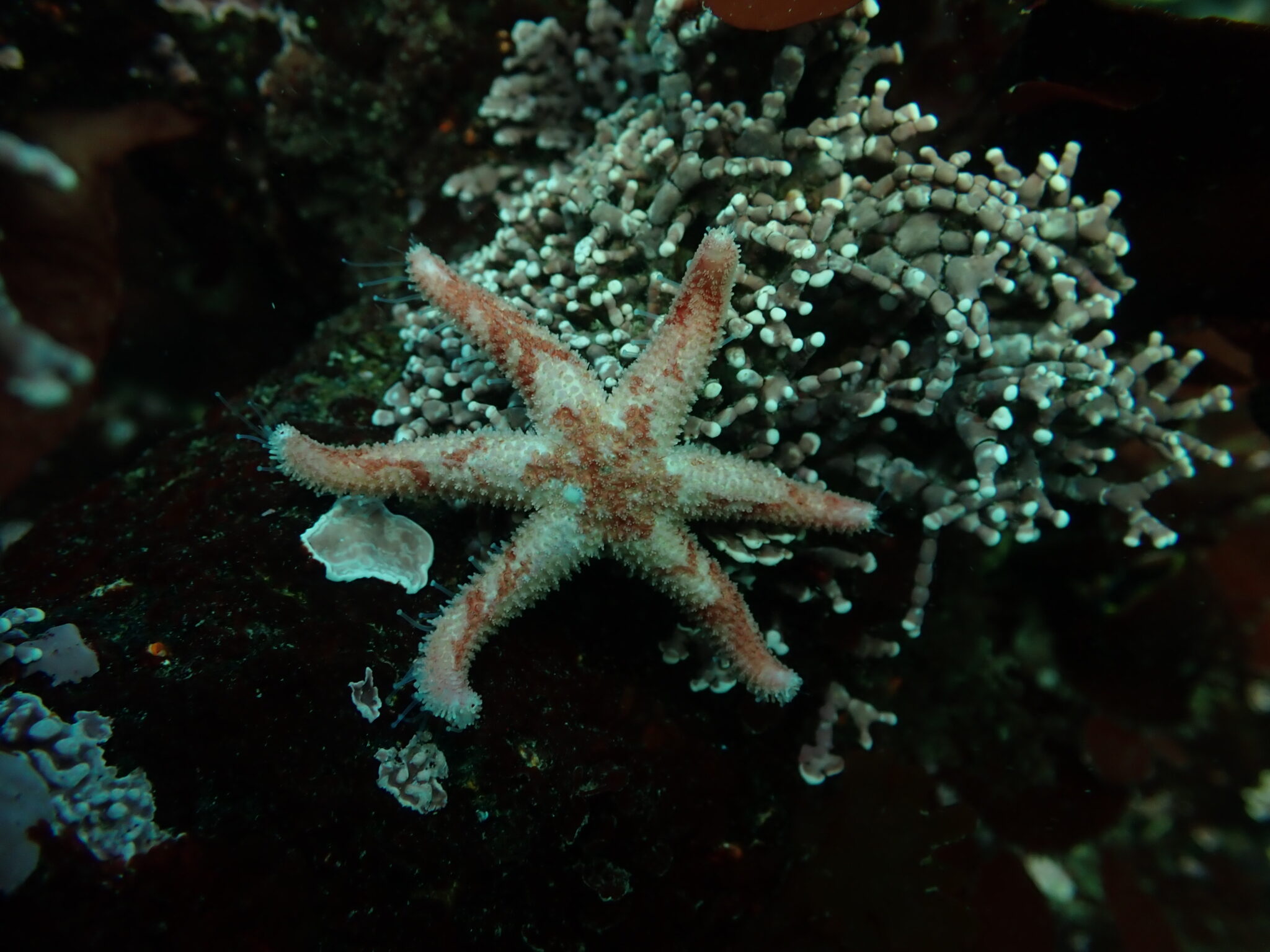 Sunflower sea star update: What did the sea star search find? • The ...