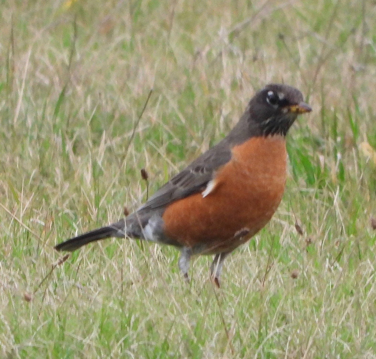 County’s robin population burst is more than a sign of spring • The ...
