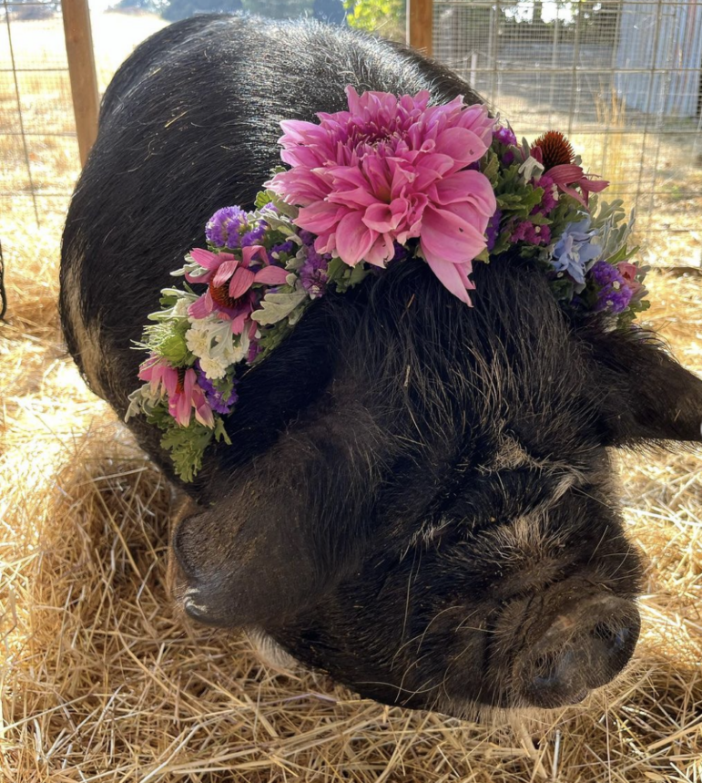 O'Neill: On blackbirds, hawks, & gathering pig apples (column) • The ...