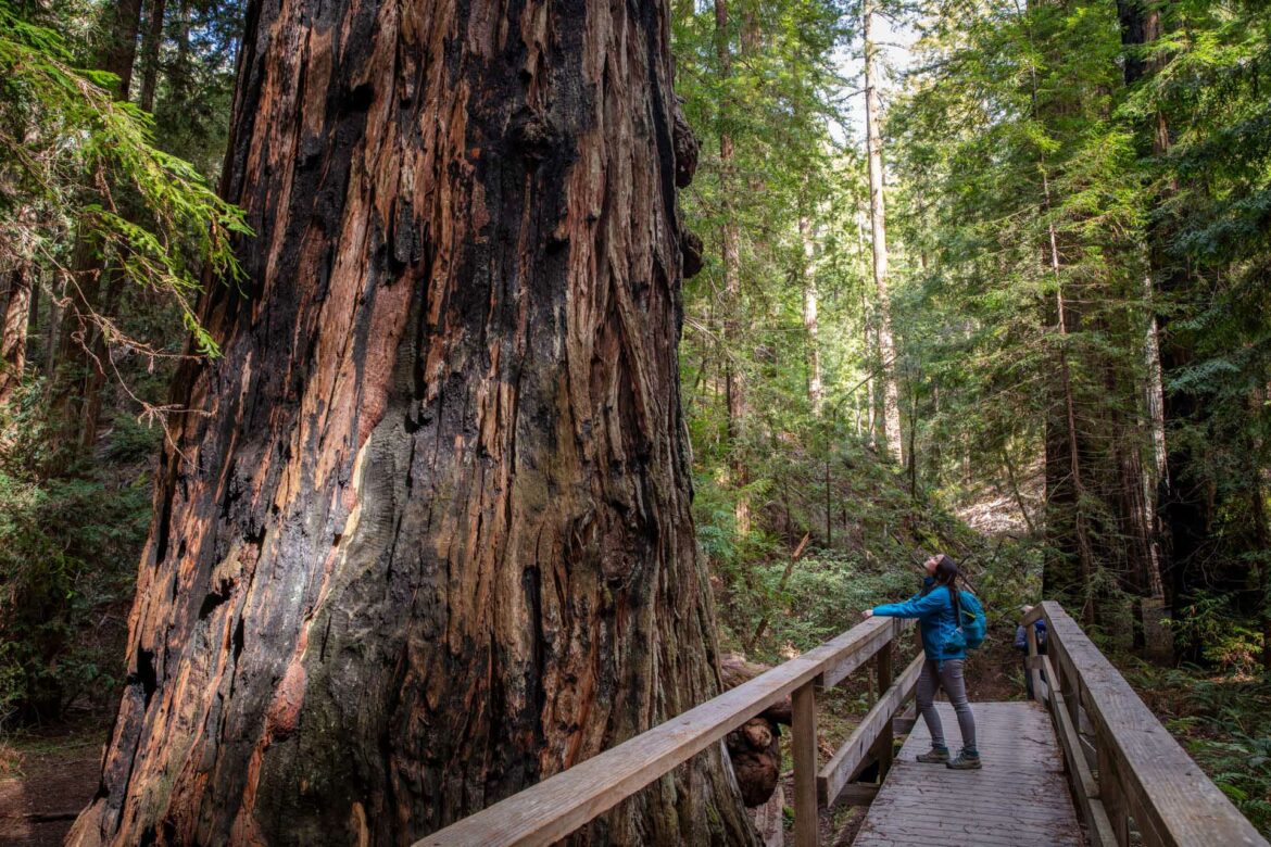 Montgomery Woods expands by more than 400 acres • The Mendocino Voice ...