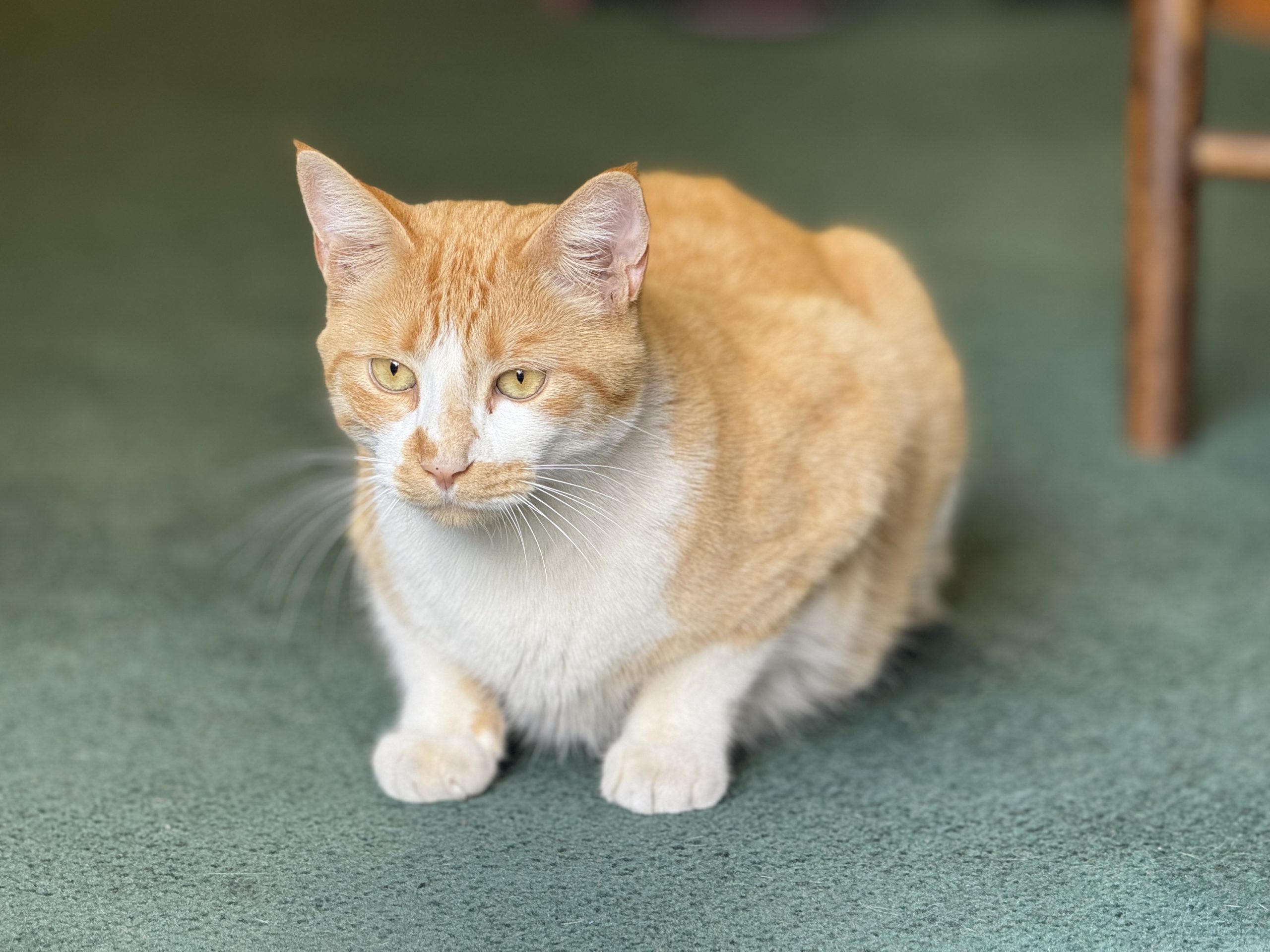 Mobile spay and neuter van returns to help animal lovers and their ...