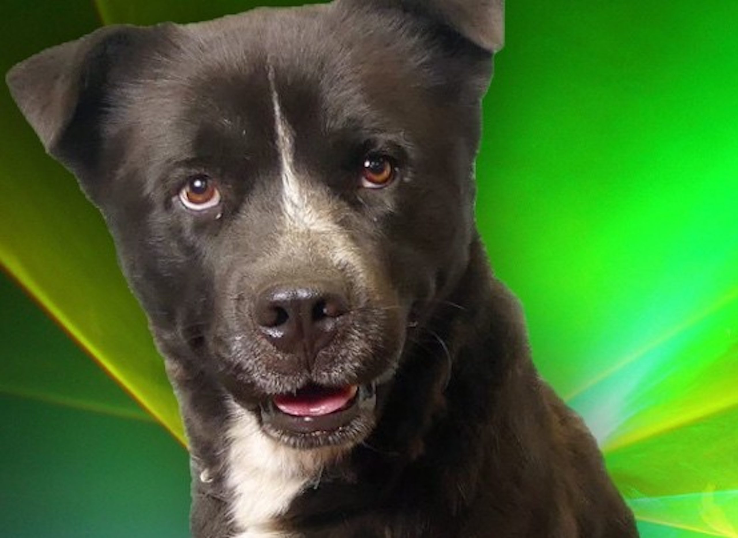 Featured Pet: Cubby • The Mendocino Voice | Mendocino County, CA