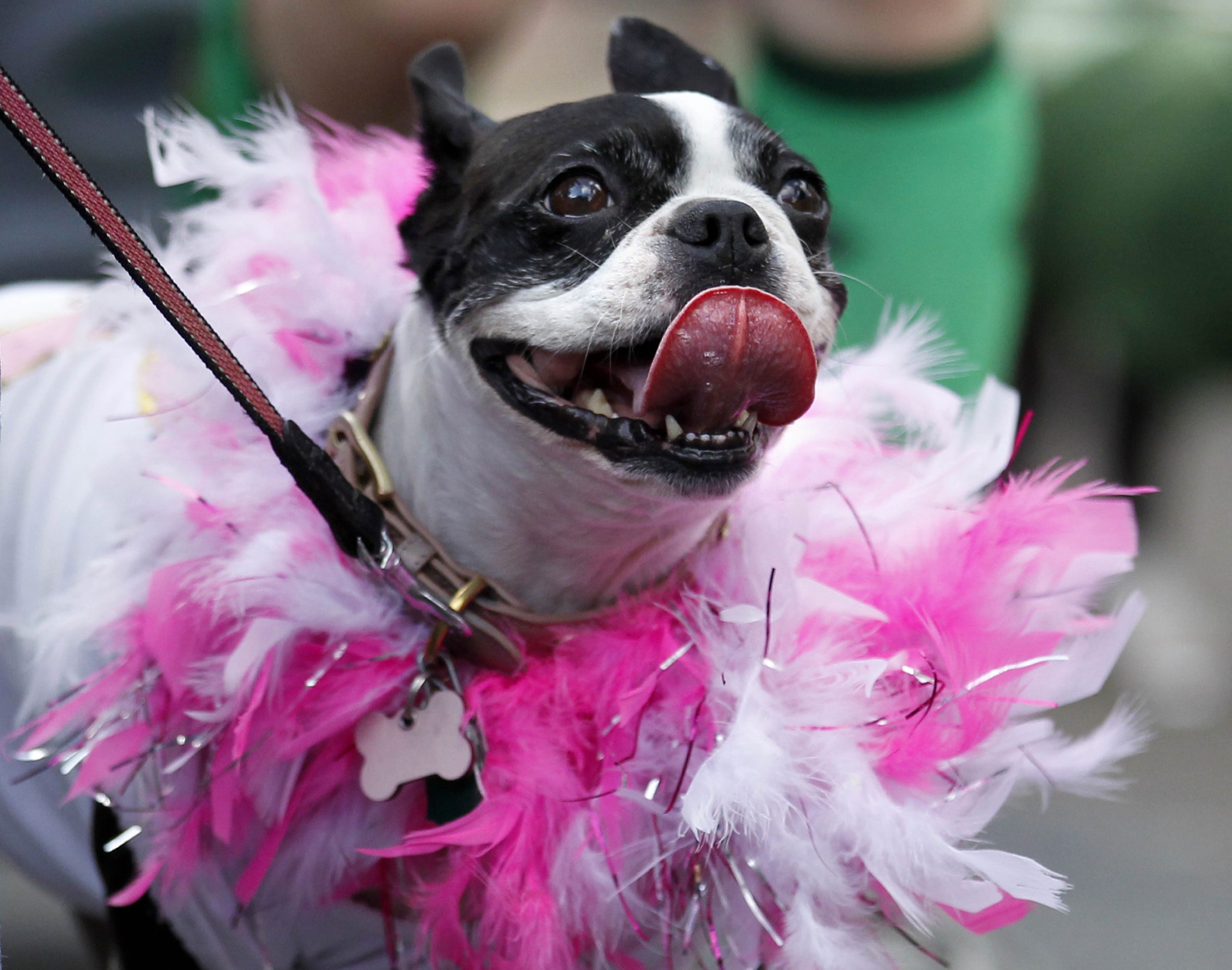 Doggie drag show to raise funds for humane society on Saturday • The ...