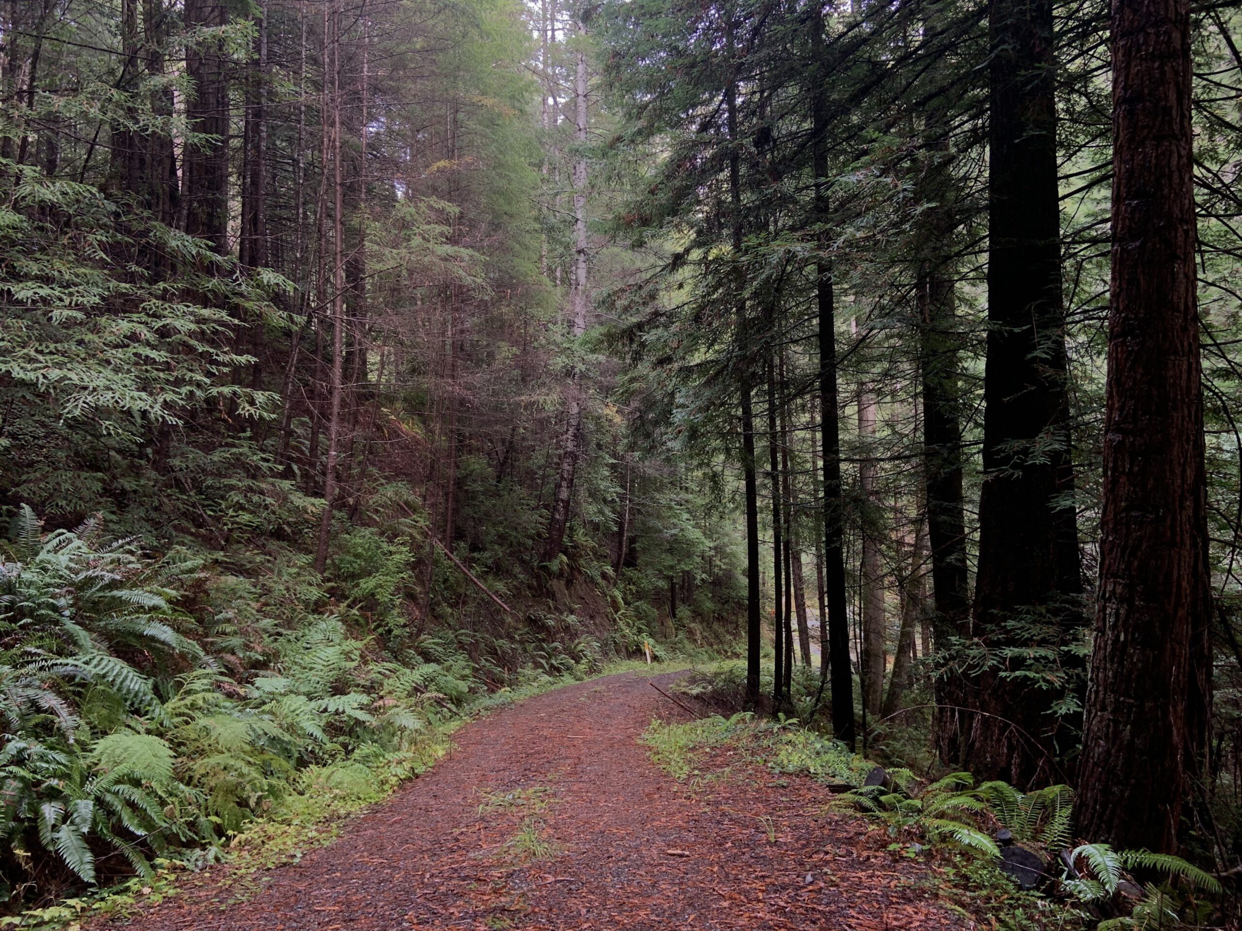 Bill would shift focus of state demonstration forests from logging to ...