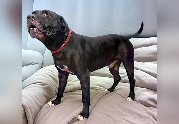Featured Pet: Gunny • The Mendocino Voice | Mendocino County, CA
