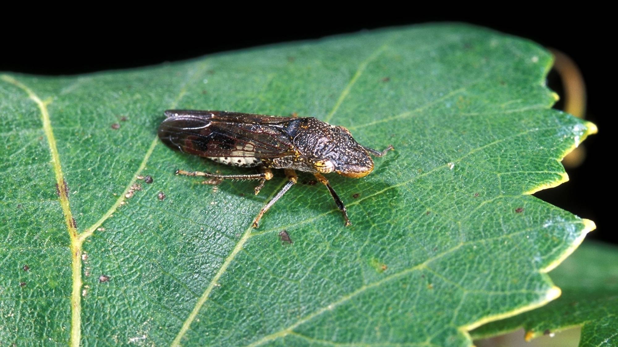 A grapevine-killing pest reached the Ukiah Costco • The Mendocino Voice ...
